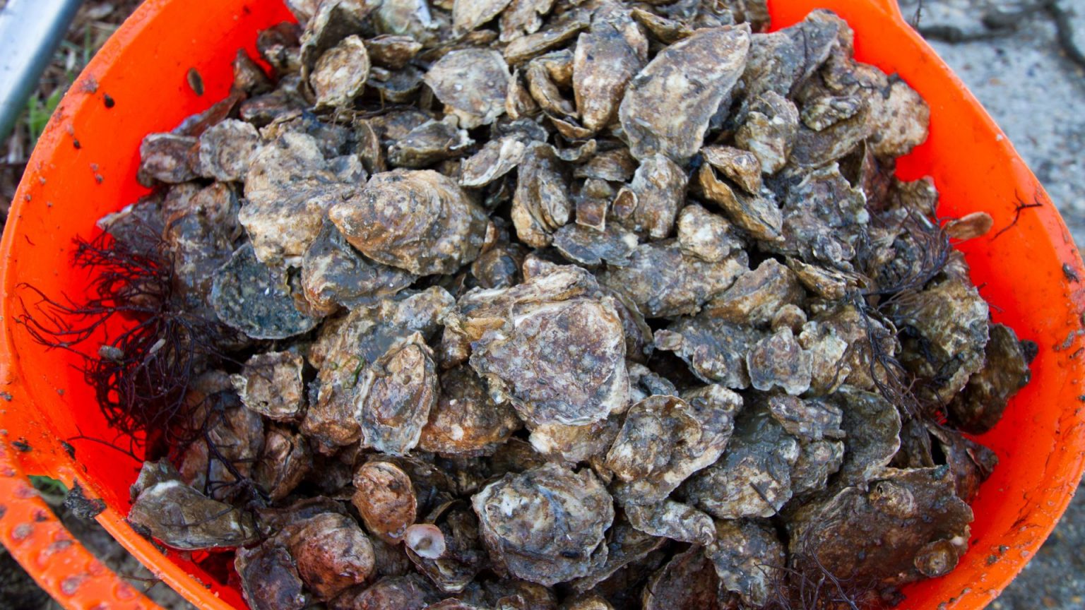 Discarded oyster shells used to build new reefs in coastal Louisiana ...