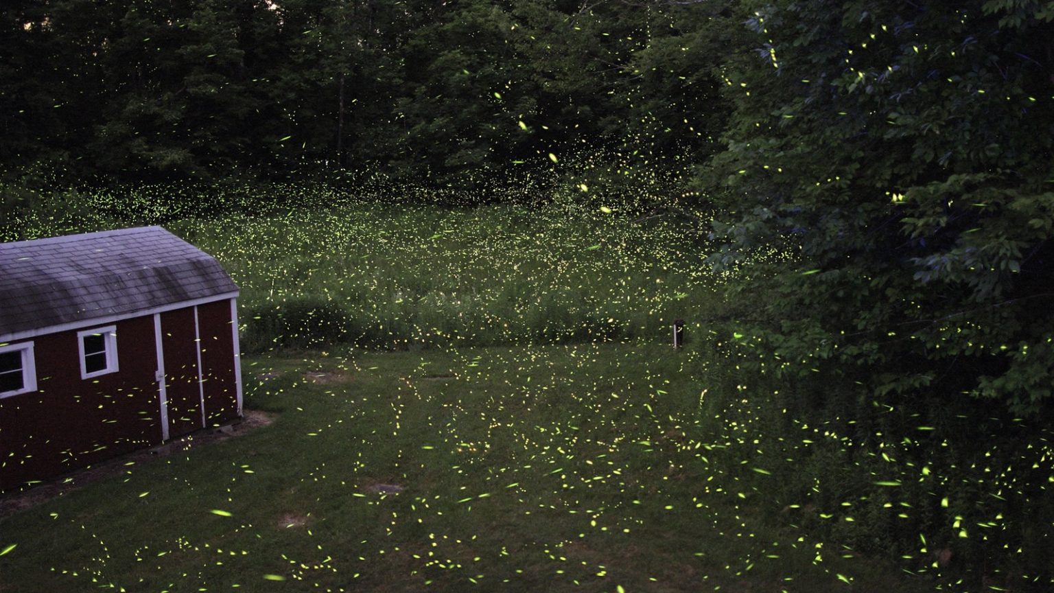 Fireflies face ‘one-two punch’ of climate change, habitat loss, and ...