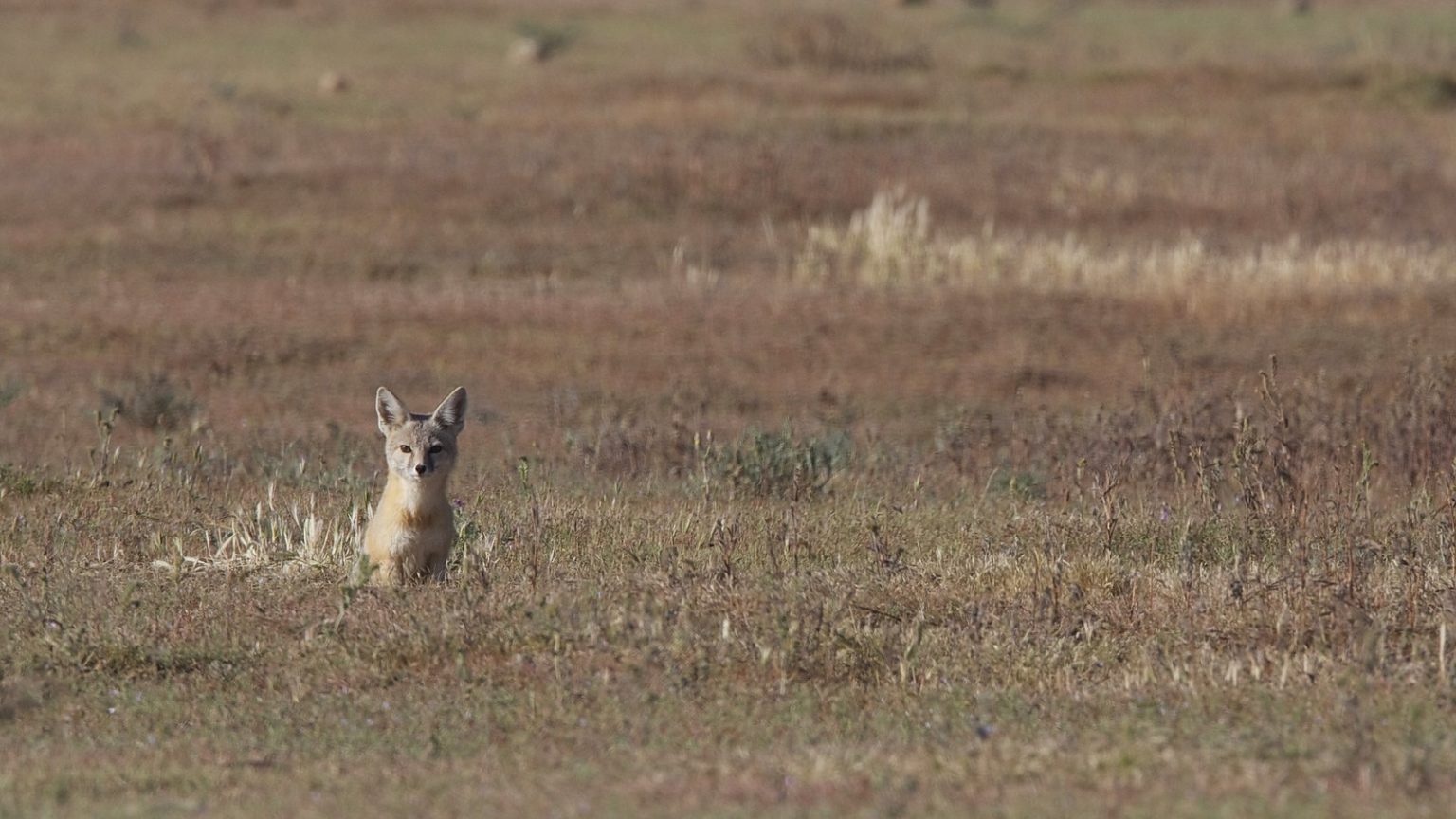 Rescue dogs sniff out scat to help protect an endangered species » Yale ...
