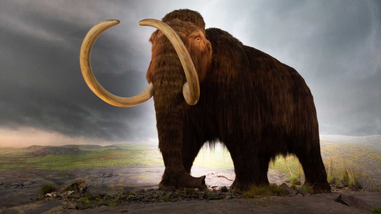 Bringing back the mammoth won’t fix the future » Yale Climate Connections